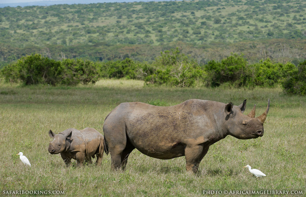 Solio Ranch – Travel guide, Map & More!