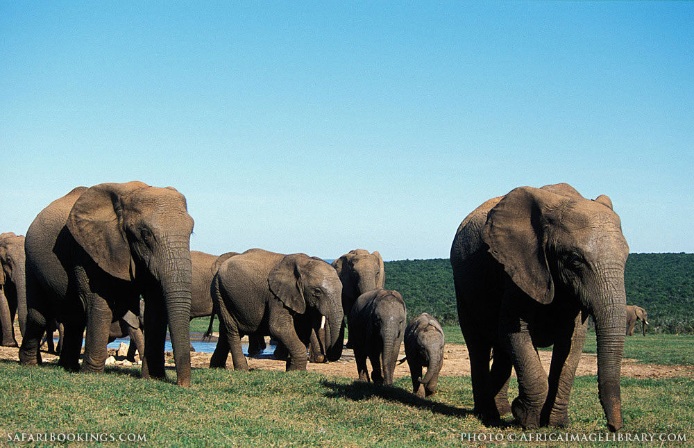 Addo Elephant National Park – Travel guide, Map & More!
