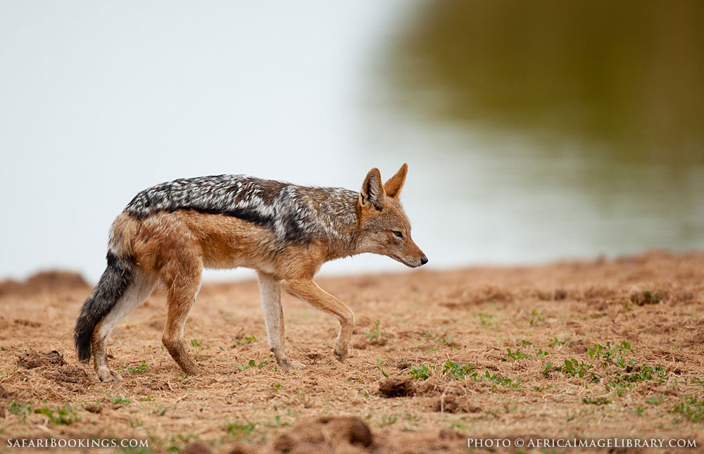 Addo Elephant National Park – Travel guide, Map & More!