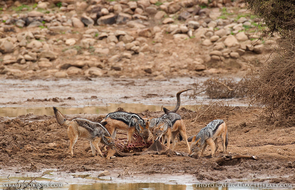Addo Elephant National Park – Travel guide, Map & More!