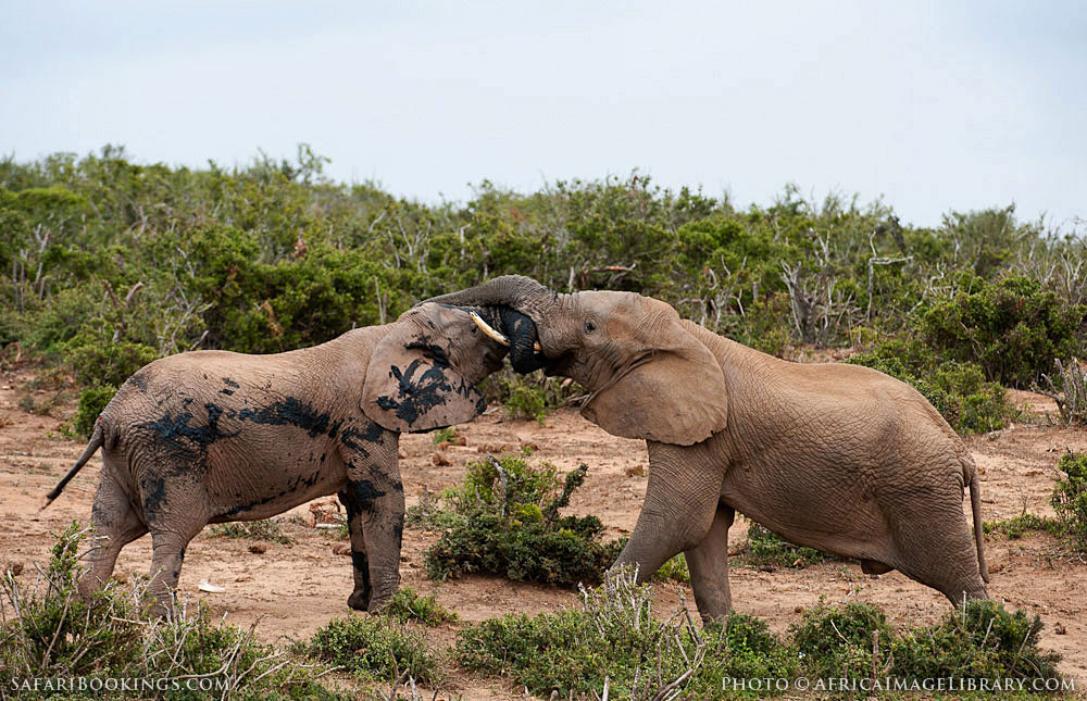 Addo Elephant National Park – Travel guide, Map & More!