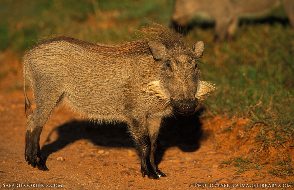 Addo Elephant National Park – Travel guide, Map & More!