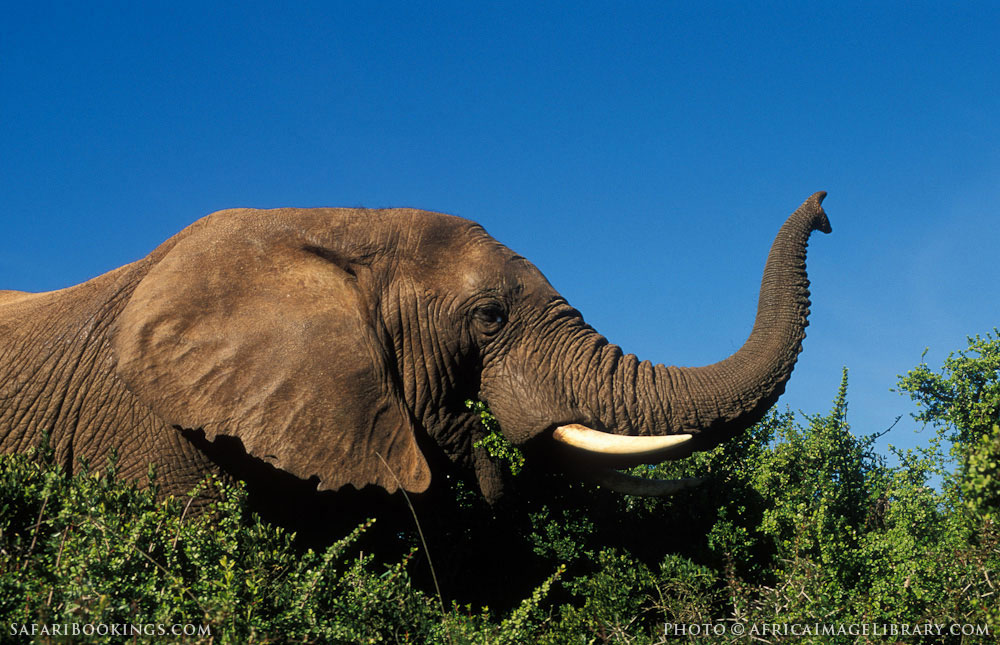 Addo Elephant National Park – Travel guide, Map & More!