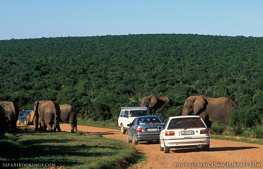 Addo Elephant National Park – Travel guide, Map & More!