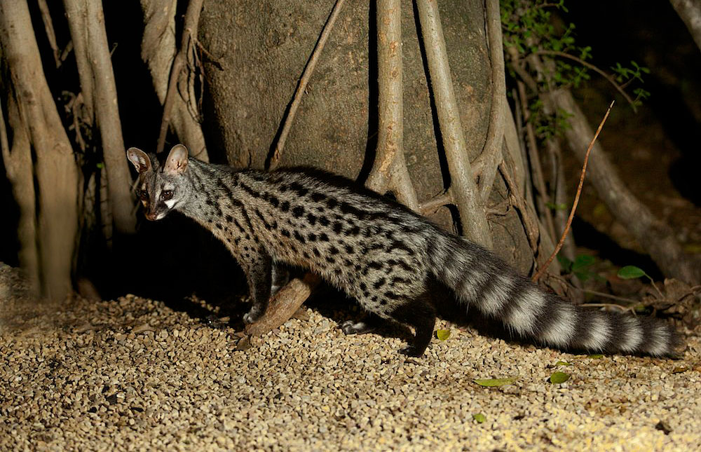 Common genet - Alchetron, The Free Social Encyclopedia