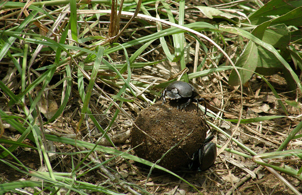 Hluhluwe-iMfolozi Game Reserve – Travel guide, Map & More!