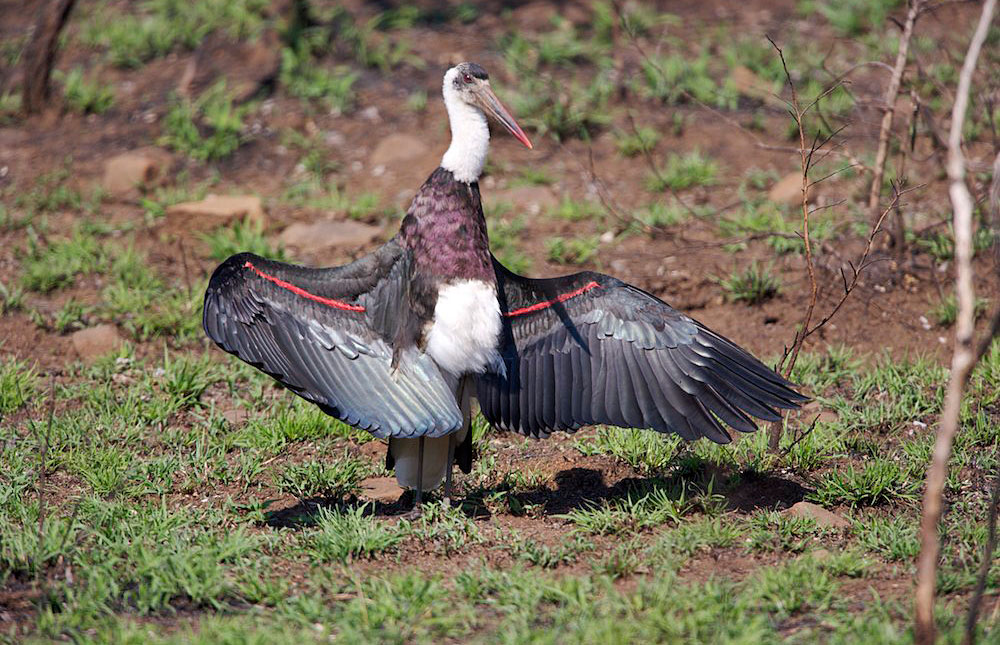 Hluhluwe-iMfolozi Game Reserve – Travel guide, Map & More!