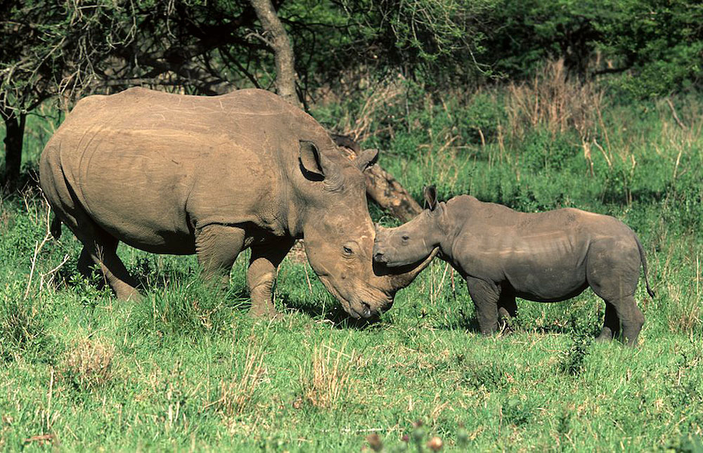 Hluhluwe-iMfolozi Game Reserve – Travel guide, Map & More!