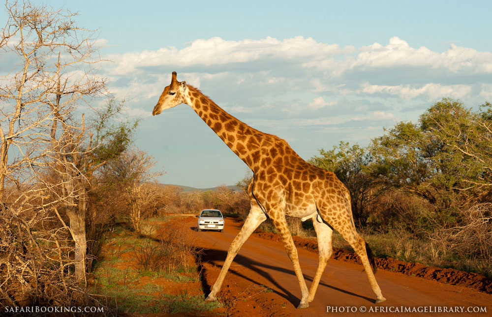 Madikwe Game Reserve – Travel guide, Map & More!