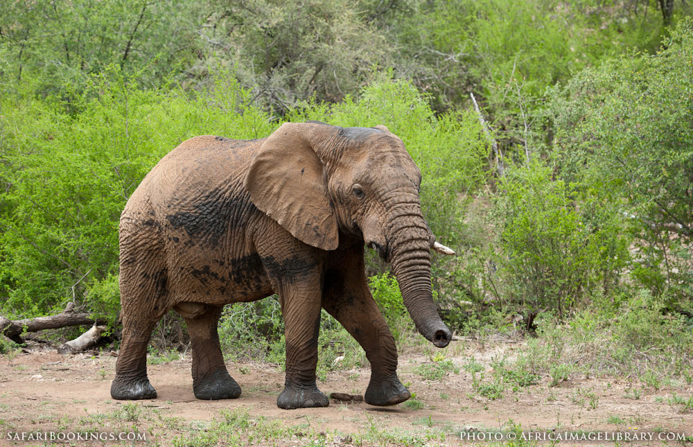 Madikwe Game Reserve – Travel guide, Map & More!