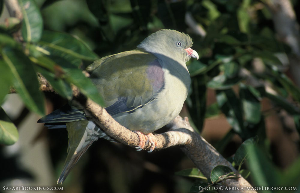 Mala Mala Game Reserve – Travel guide, Map & More!