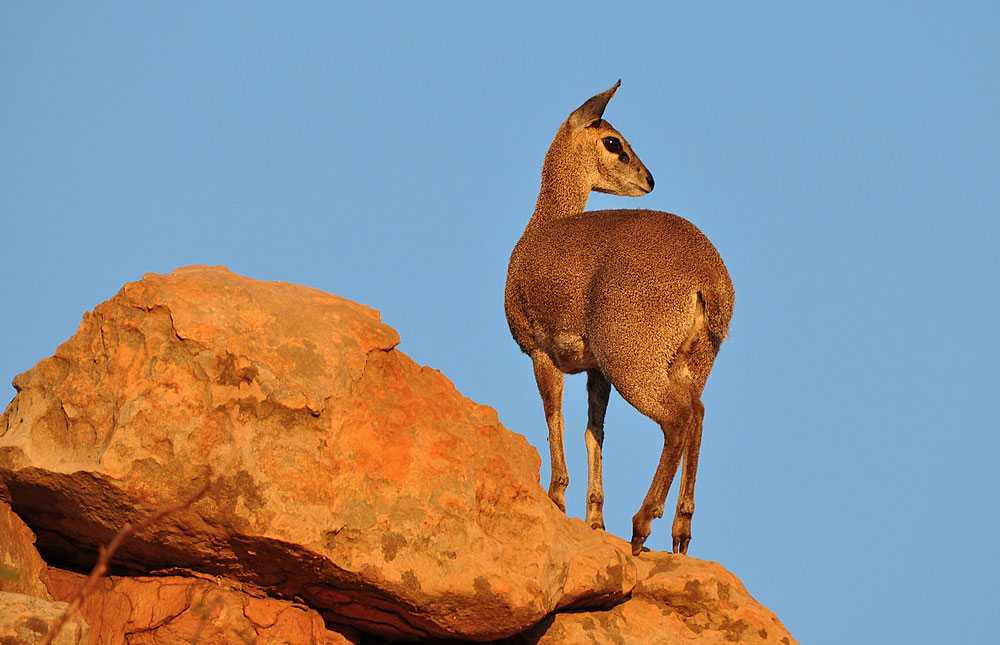 Mapungubwe National Park – Travel guide, Map & More!