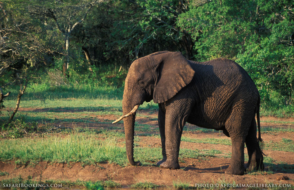 Phinda Game Reserve – Travel guide, Map & More!