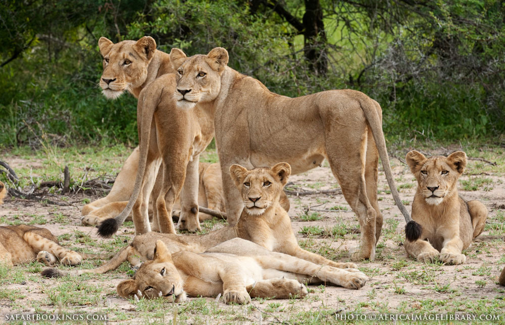 Sabi Sand Game Reserve – Travel guide, Map & More!