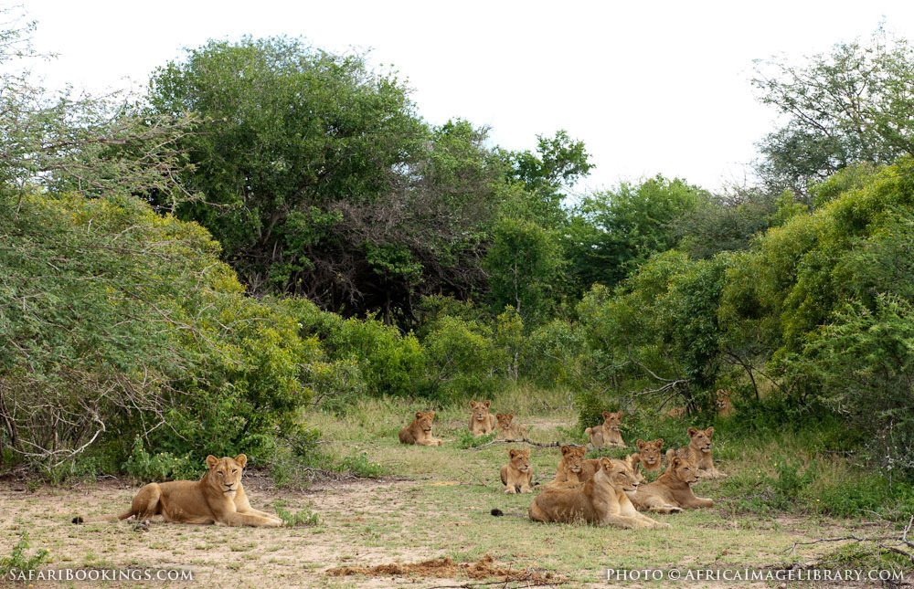 Sabi Sand Game Reserve – Travel guide, Map & More!