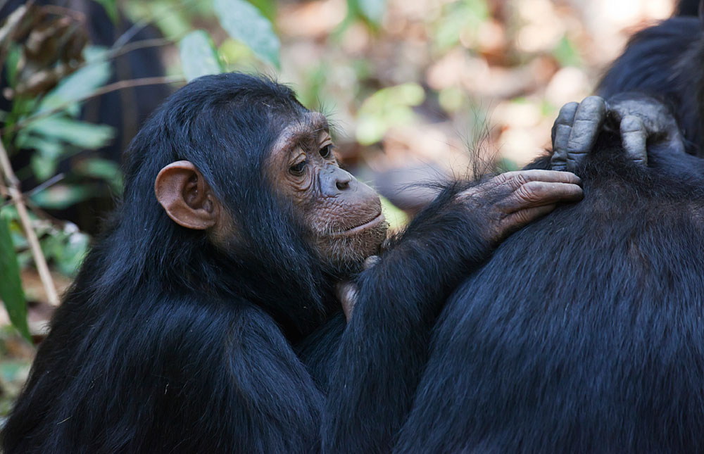 Chimpanzee grooming in Gombe National Park, Tanzania