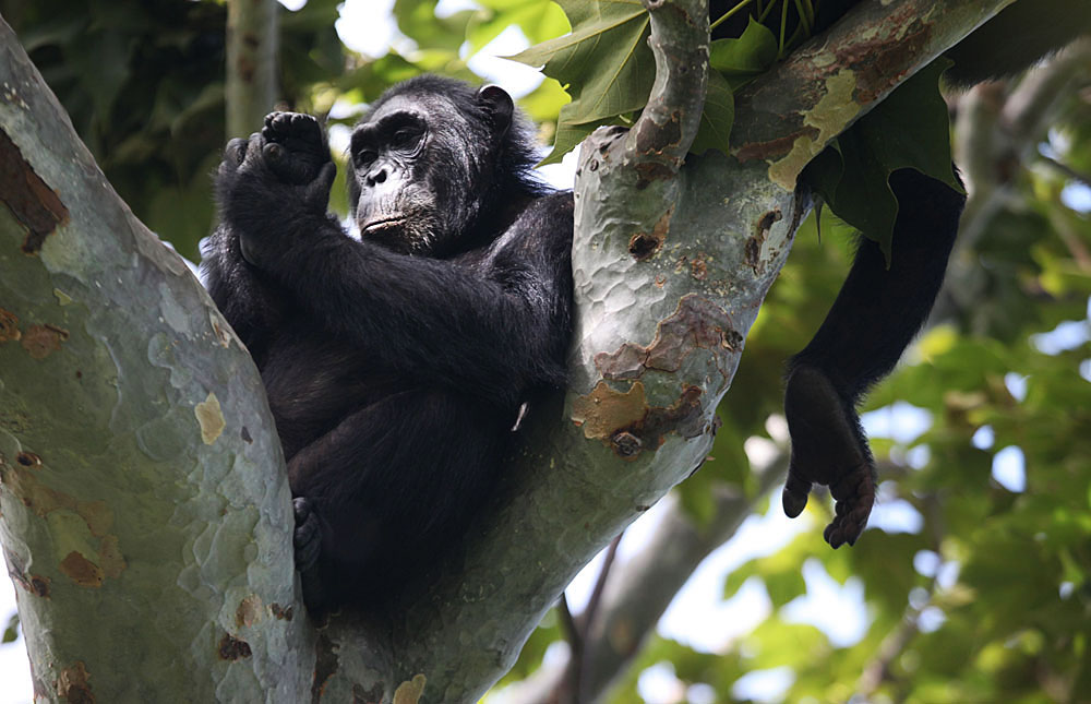 Chimpanzee in Gombe National Park, Tanzania