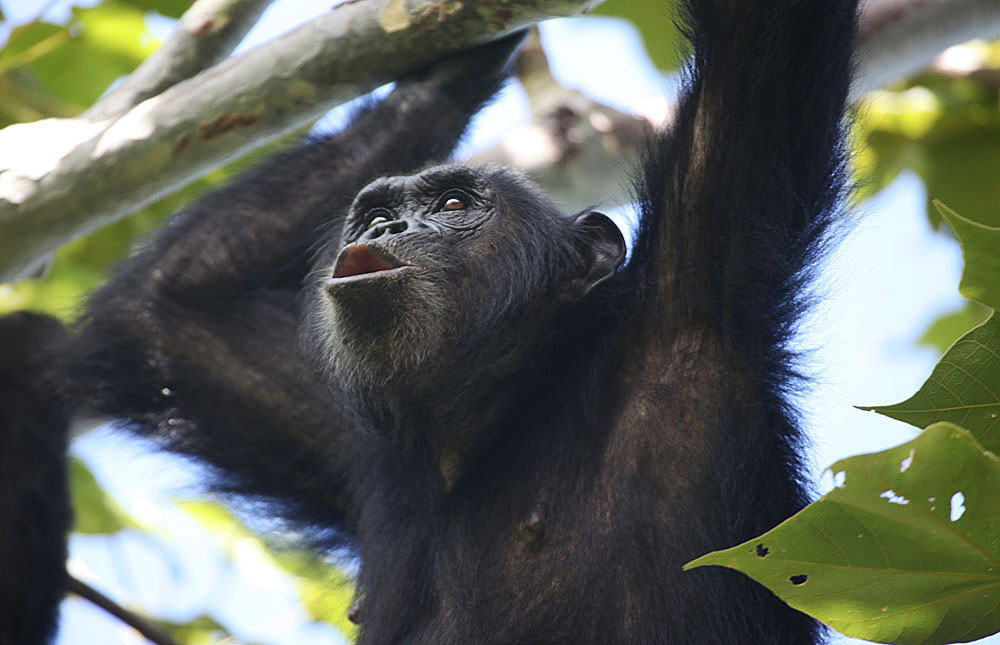 Chimpanzee close-up in Gombe National Park, Tanzania