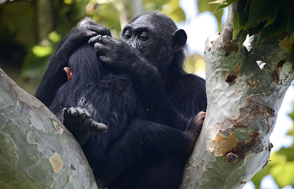 Chimp grooming a baby in Gombe National Park, Tanzania