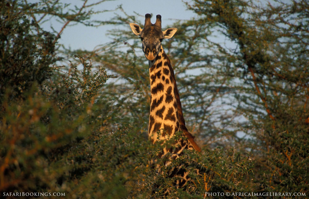 Saadani National Park – Travel guide, Map & More!