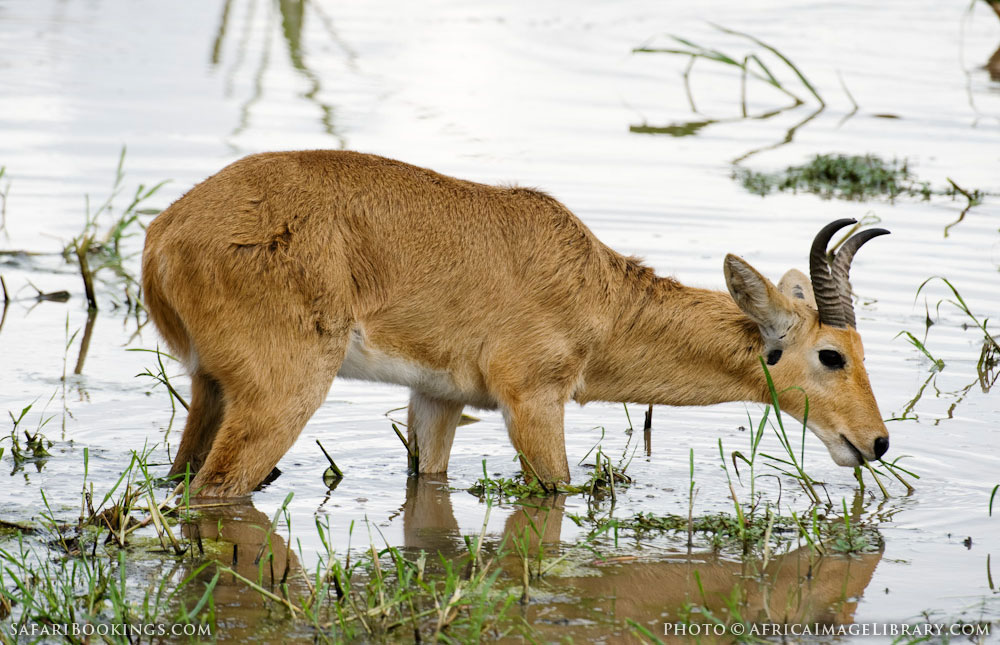 Saadani National Park – Travel guide, Map & More!
