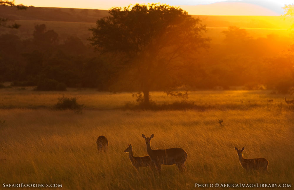 safaribookings expert panel our panel of 22 experts wrote a total of ...