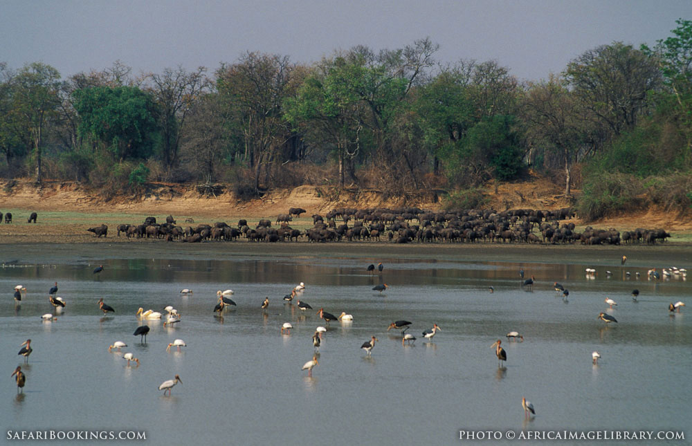 South Luangwa National Park – Travel guide, Map & More!