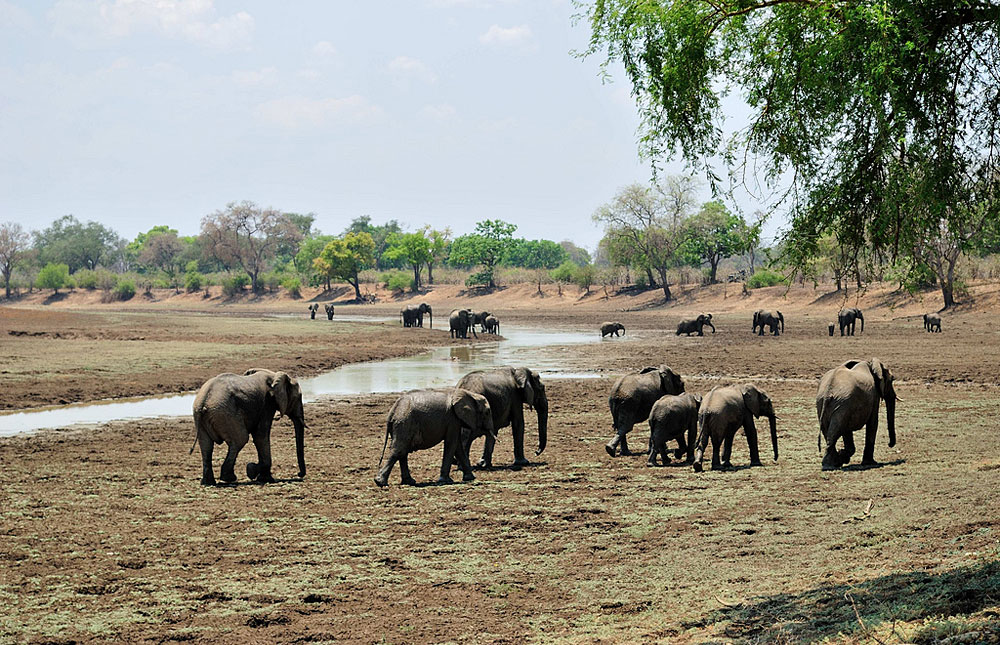 South Luangwa National Park – Travel guide, Map & More!