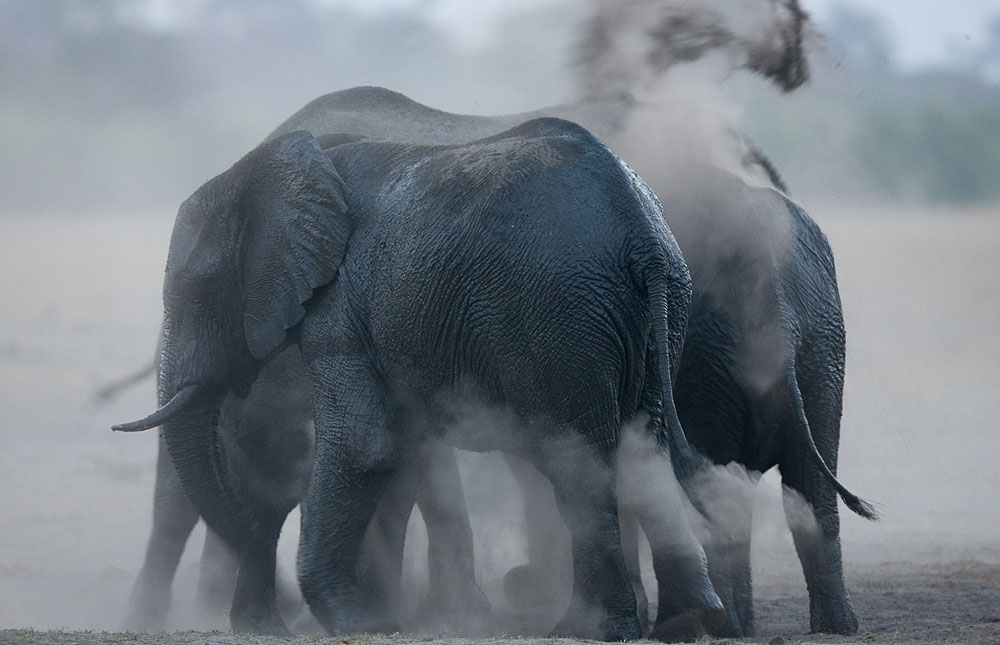 Wet elephants throwing up dust in Hwange National Park, Zimbabwe
