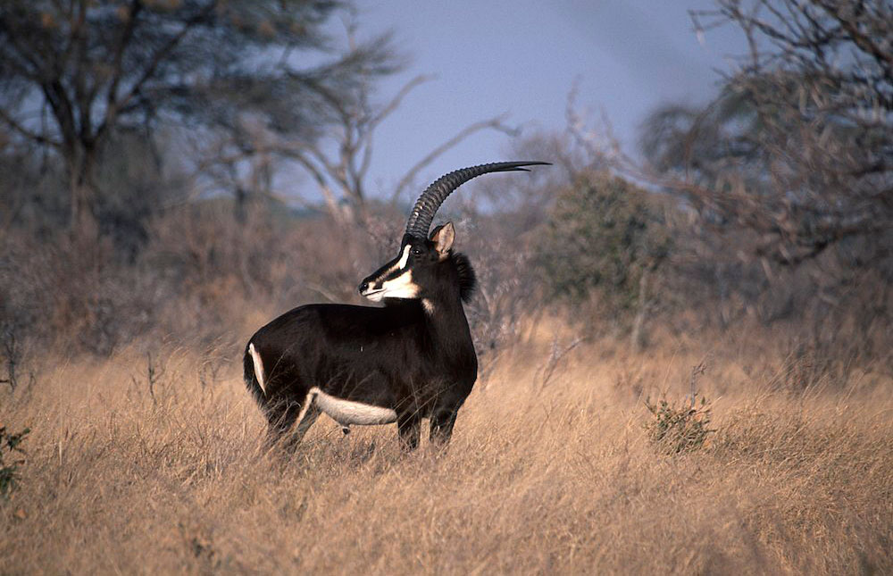 Sable antelope in Hwange National Park, Zimbabwe