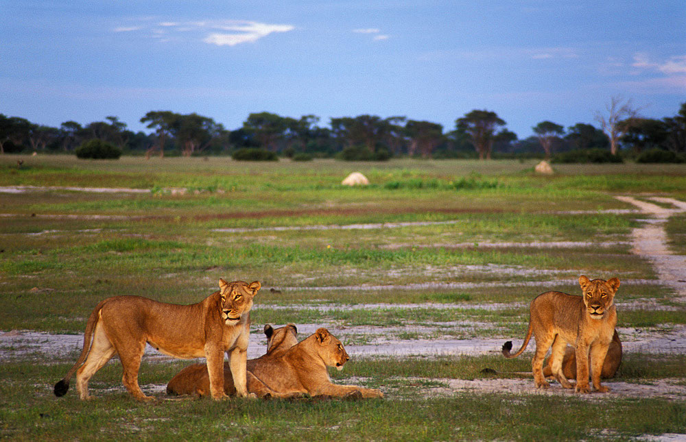 Hwange_National_Park_041.jpg