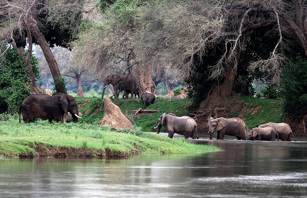 Elephants in the Zambezi River in Zambezi National Park, Zimbabwe