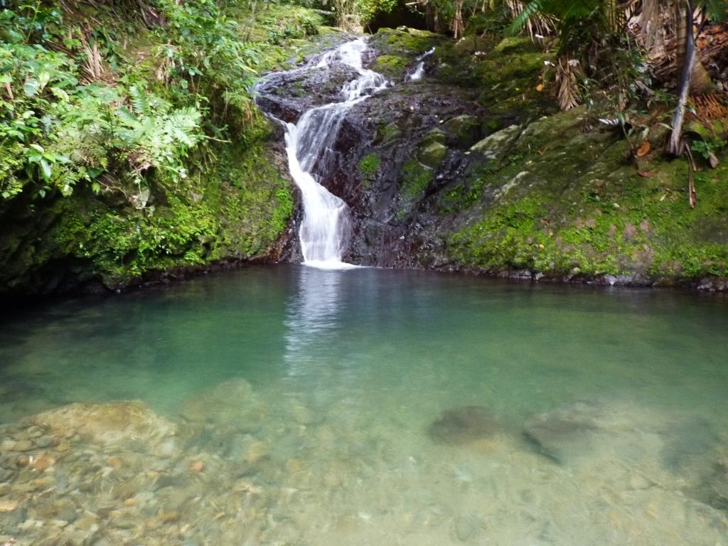 ZeePuertoRico.com - Toro Negro Forest