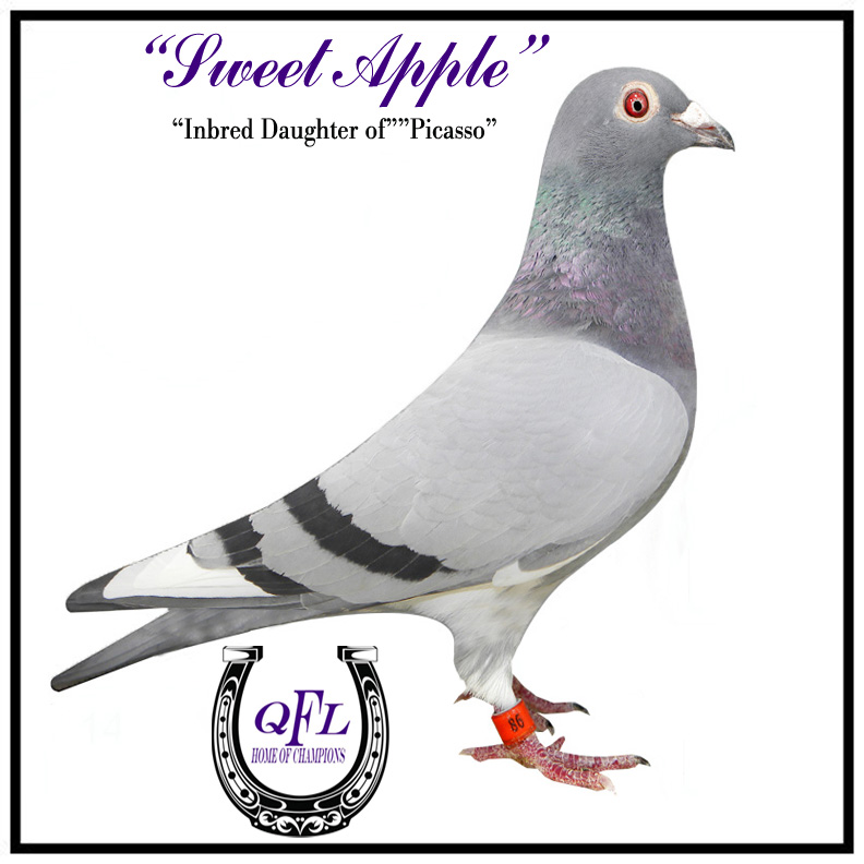 iPigeon.com - Racing Pigeon Auction