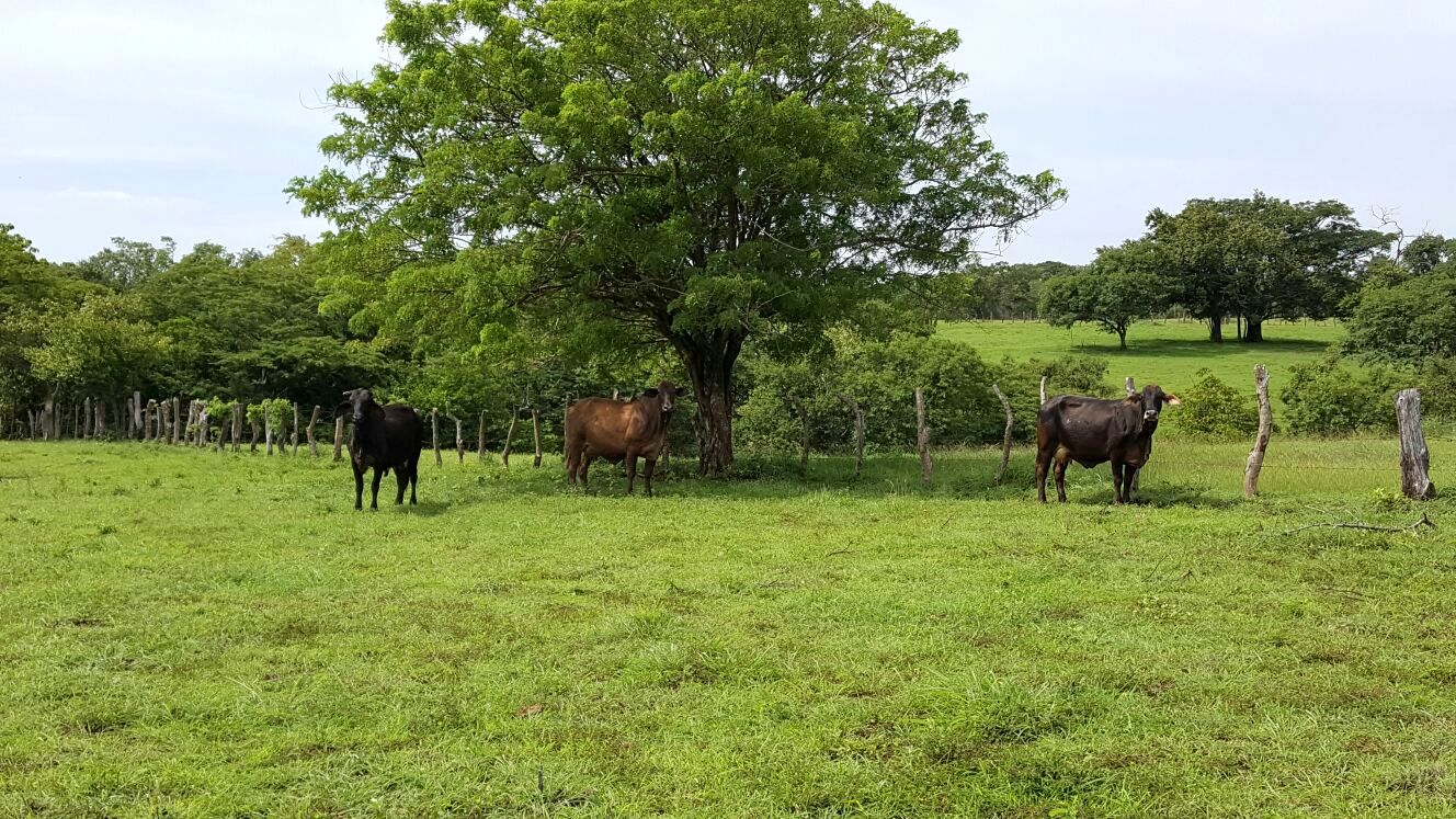 Propiedades en Nicaragua - Casas, lotes y apart - Pinoleros Bienes Raices