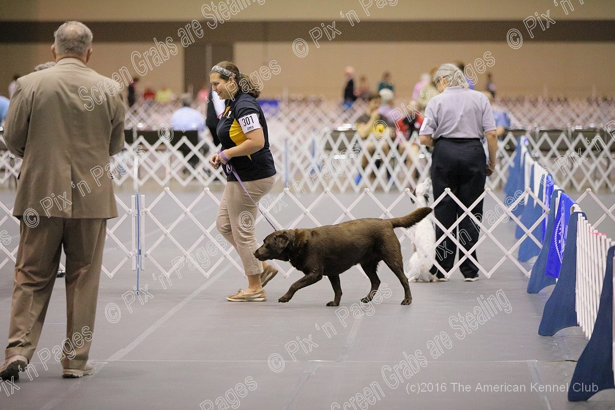 2016 AKC Juniors Classic Dog Obedience and Rally Photos - Event ...