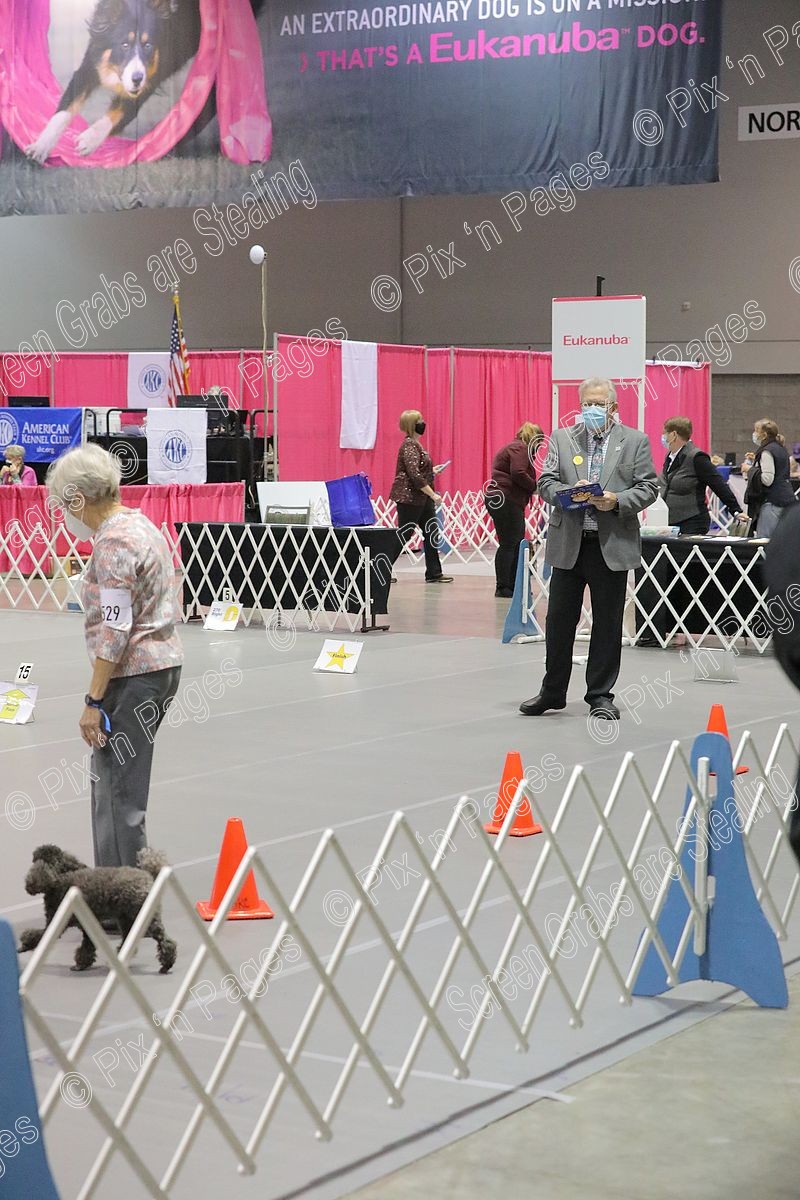 2020 AKC Rally National Championship Photos