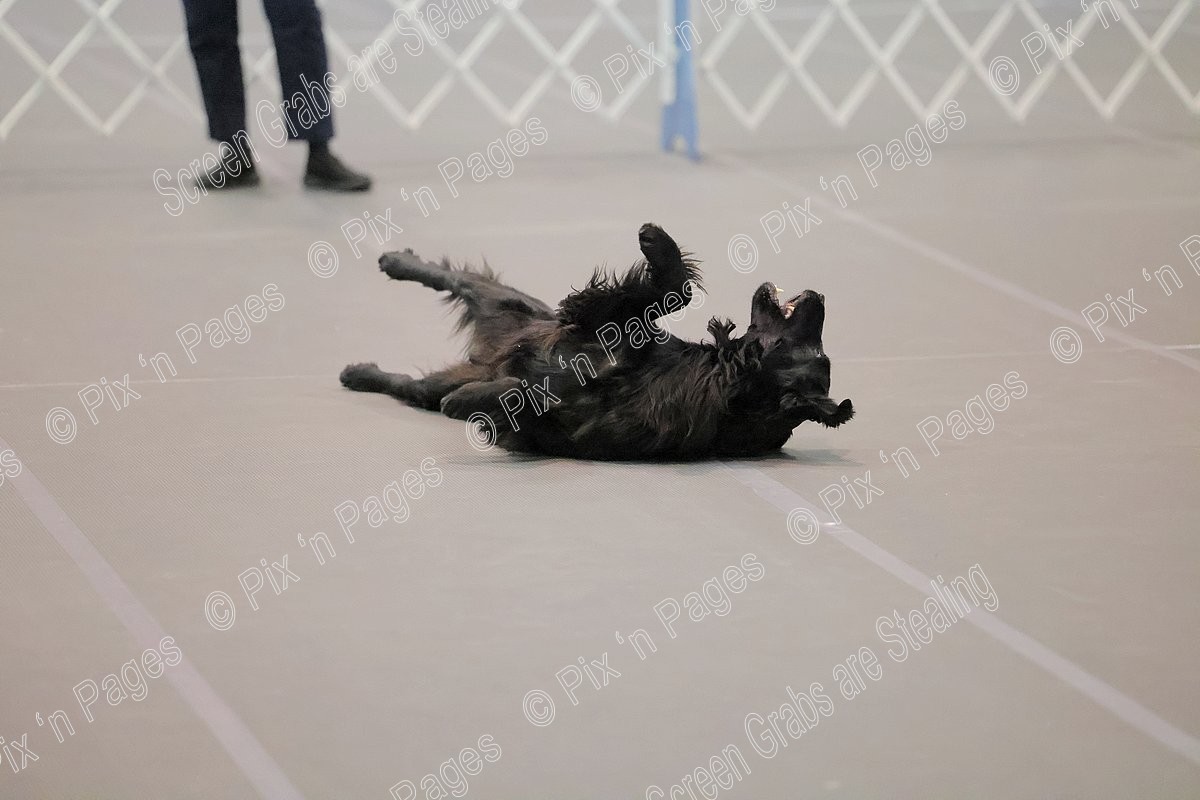 2021-akc-obedience-classic-photos