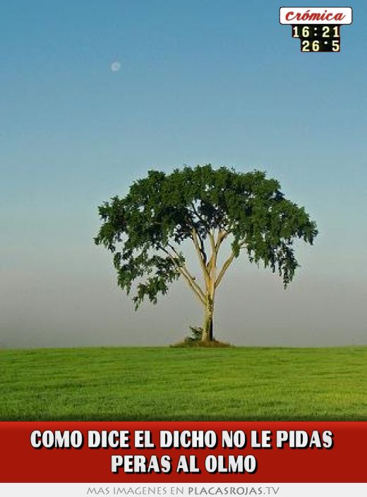 Como dice el dicho no le pidas peras al olmo - Placas Rojas TV