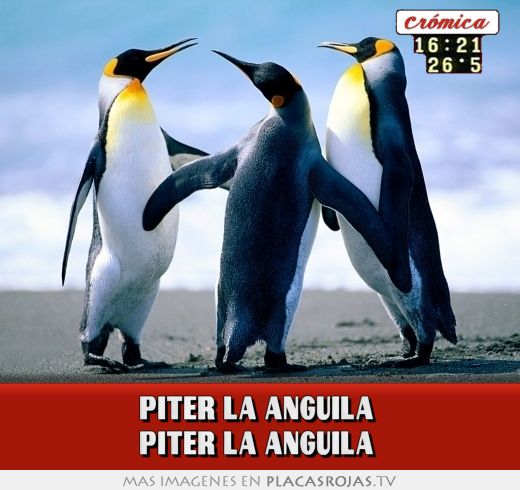 PITER LA ANGUILA PITER LA ANGUILA - Placas Rojas TV