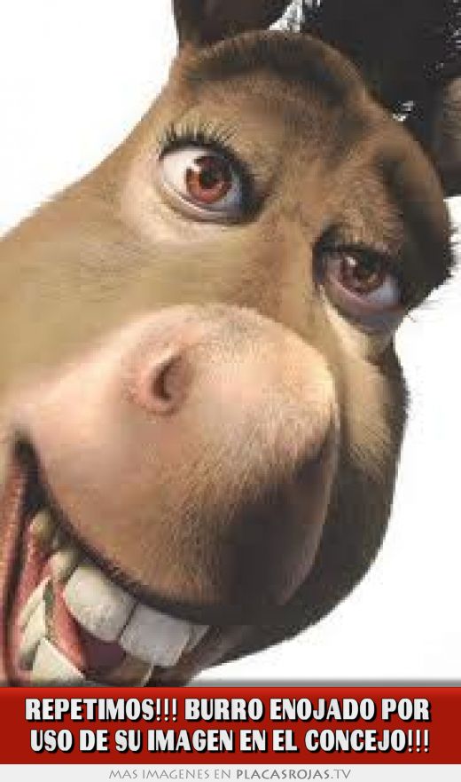 Repetimos!!! burro enojado por uso de su imagen en el concejo ...