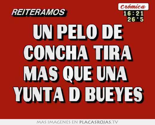 Un pelo de concha tira mas que una yunta d bueyes - Placas Rojas TV