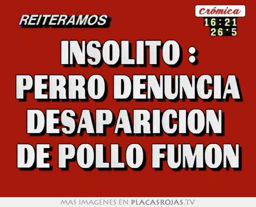Insolito : perro denuncia desaparición de pollo fumon - Placas Rojas TV