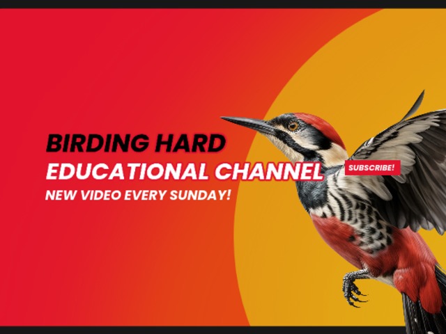 Placeit - YouTube Banner Template for a Birdwatching Channel Featuring ...