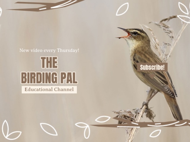 Placeit - YouTube Banner Generator for an Educational Birdwatching ...