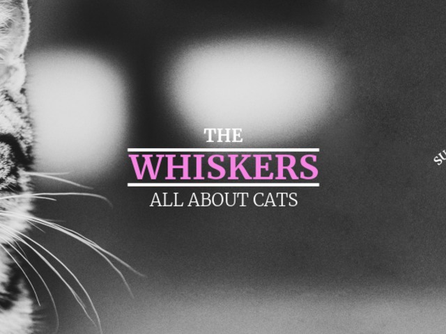 Placeit - YouTube Banner Maker for Cat Channels