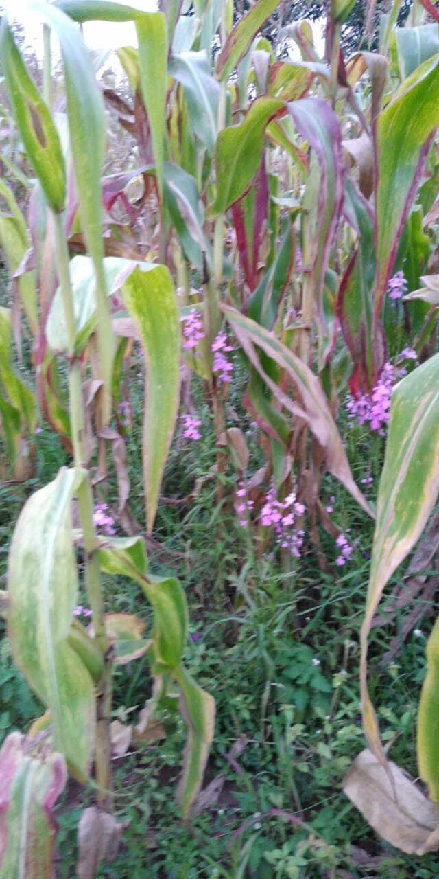 A manual removal of striga reduces re-infestation. However, it is ...