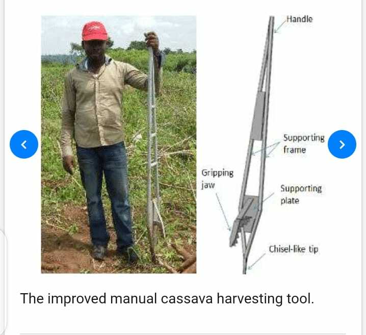 Post Harvesting Techniques Are Ways To Preserve Cassava For A Longer post-harvesting-techniques-are-ways-to-preserve-cassava-for-a-longer