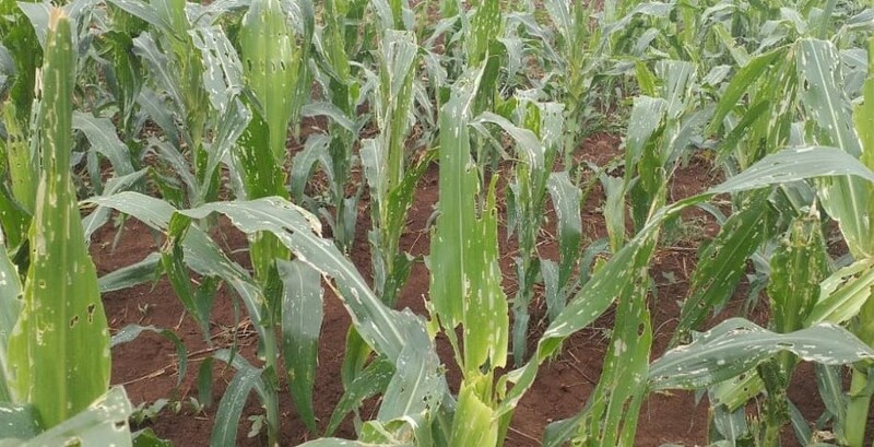 There are two strains of FAW (R-strain- rice strain, corn strain- C-strain)