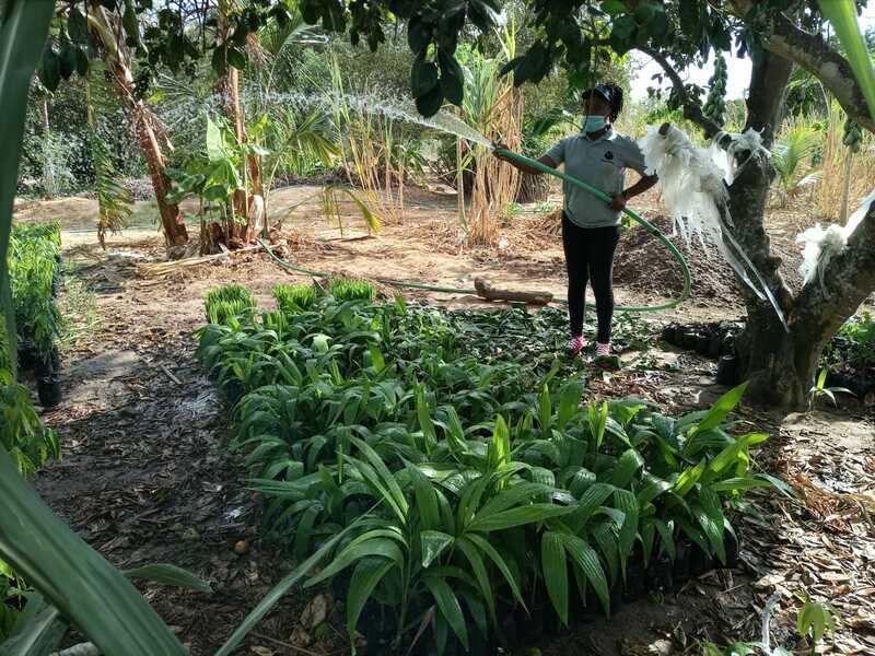 Reaping huge with Cassava farming in Kilifi